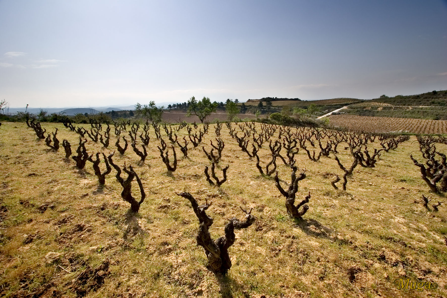 Photo Library - Muga Winery